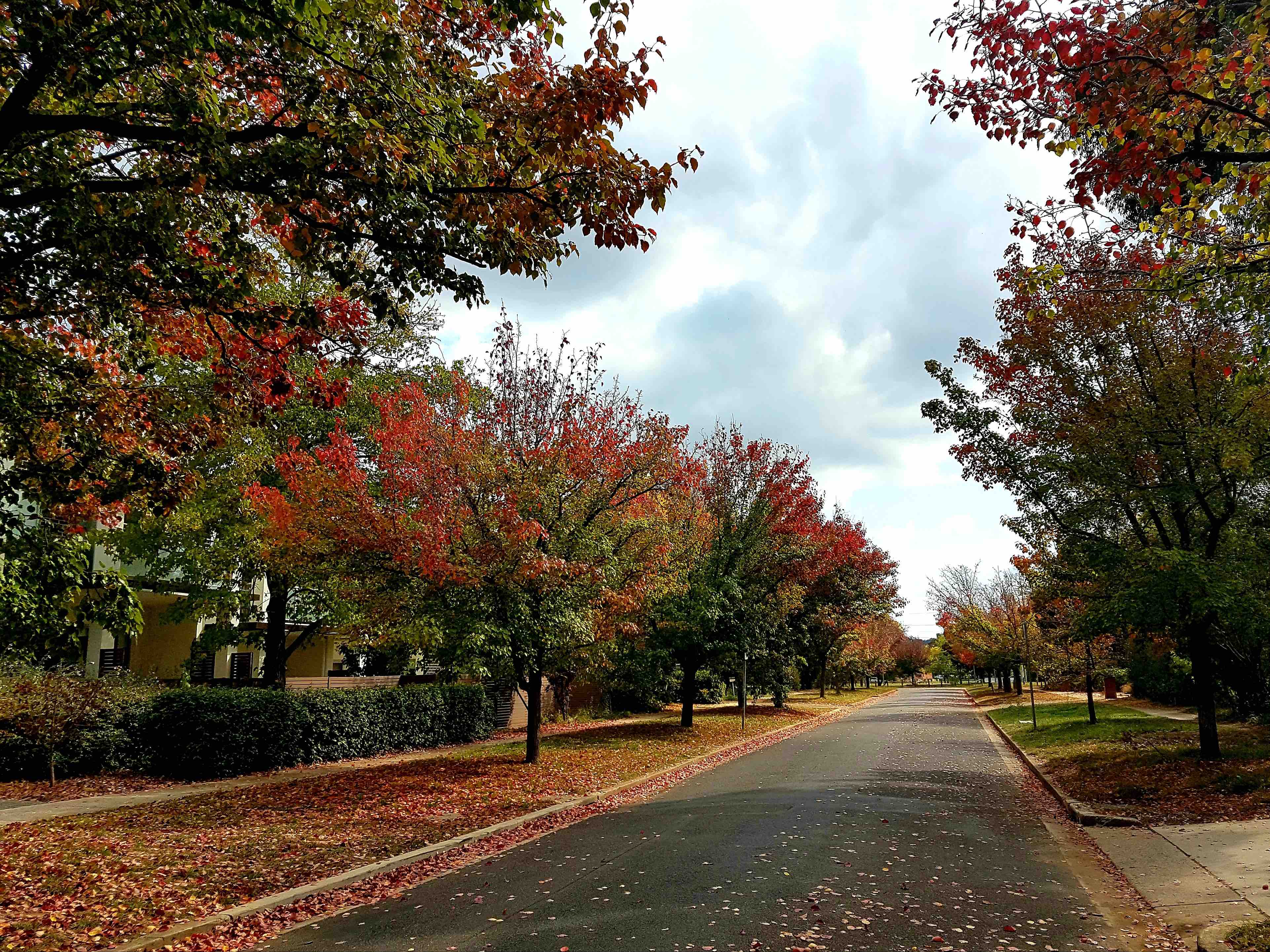 Tree Activity Application